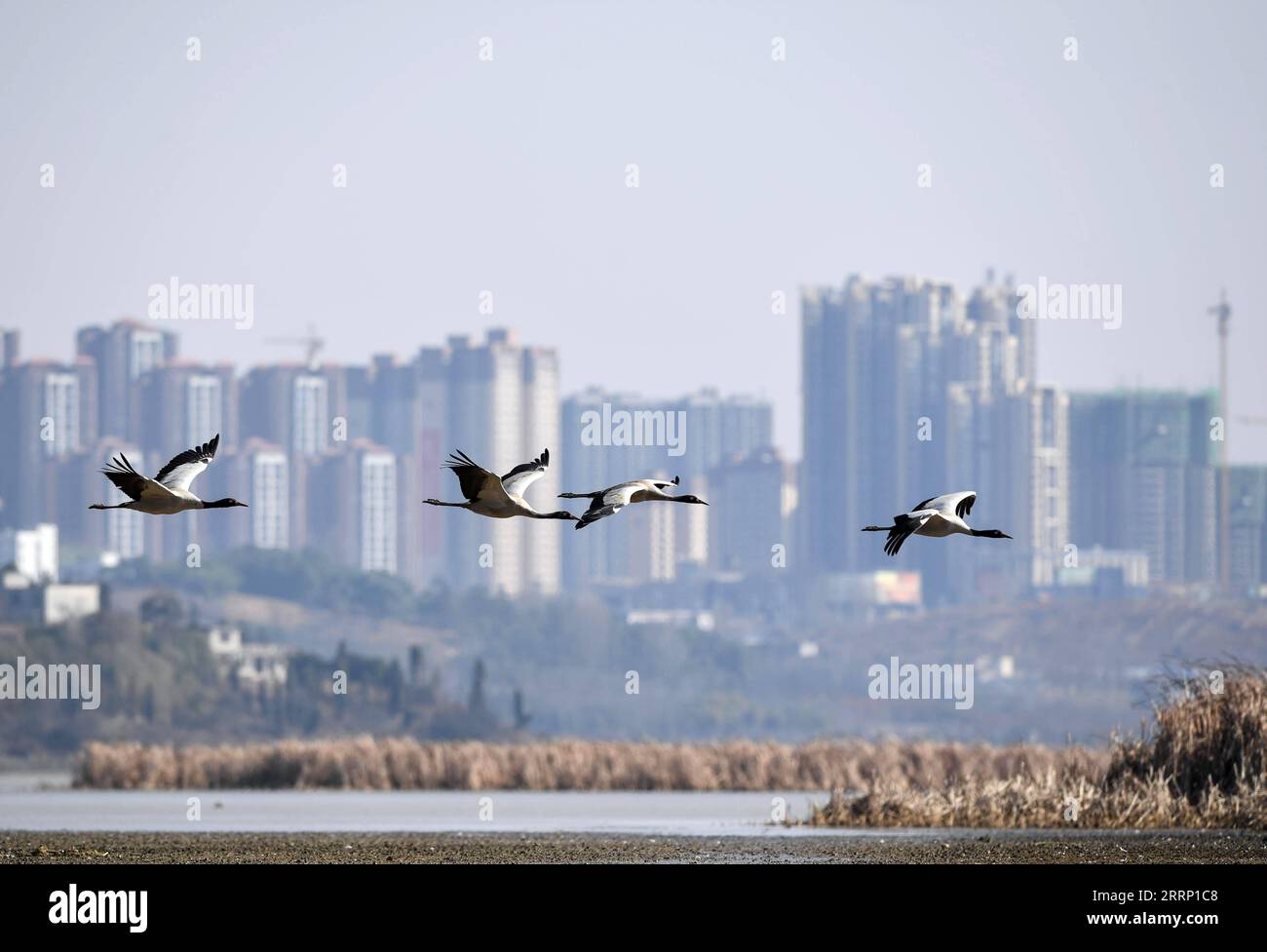 230210 -- WEINING, Feb. 10, 2023 -- Black-necked cranes fly at the ...