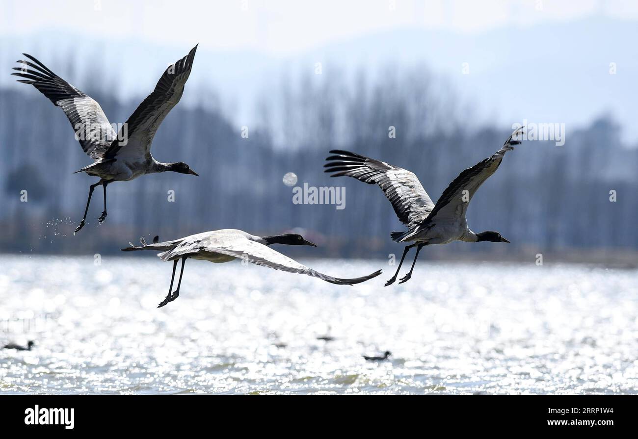 230210 -- WEINING, Feb. 10, 2023 -- Black-necked cranes fly at the ...