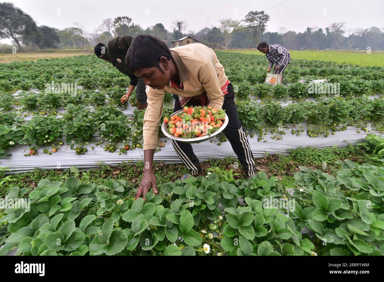 Golaghat district of assam hi-res stock photography and images - Alamy