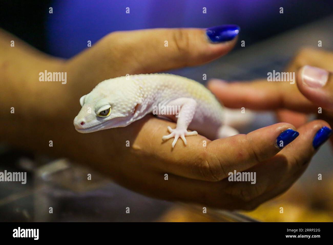 230212 -- PASAY CITY, Feb. 12, 2023 -- A woman holds a white leopard ...