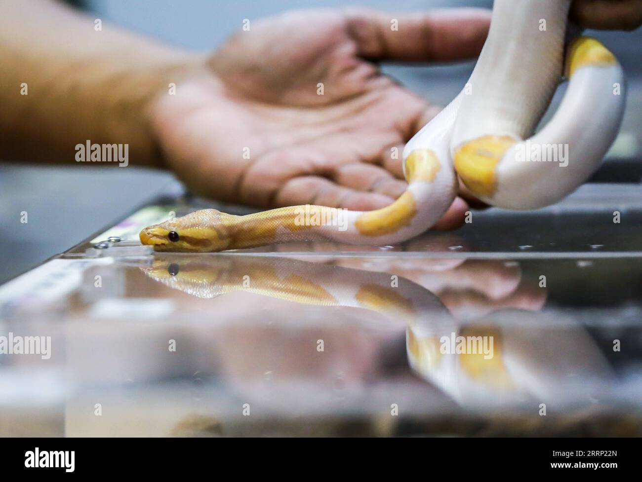 230212 -- PASAY CITY, Feb. 12, 2023 -- A man holds a ball python during ...