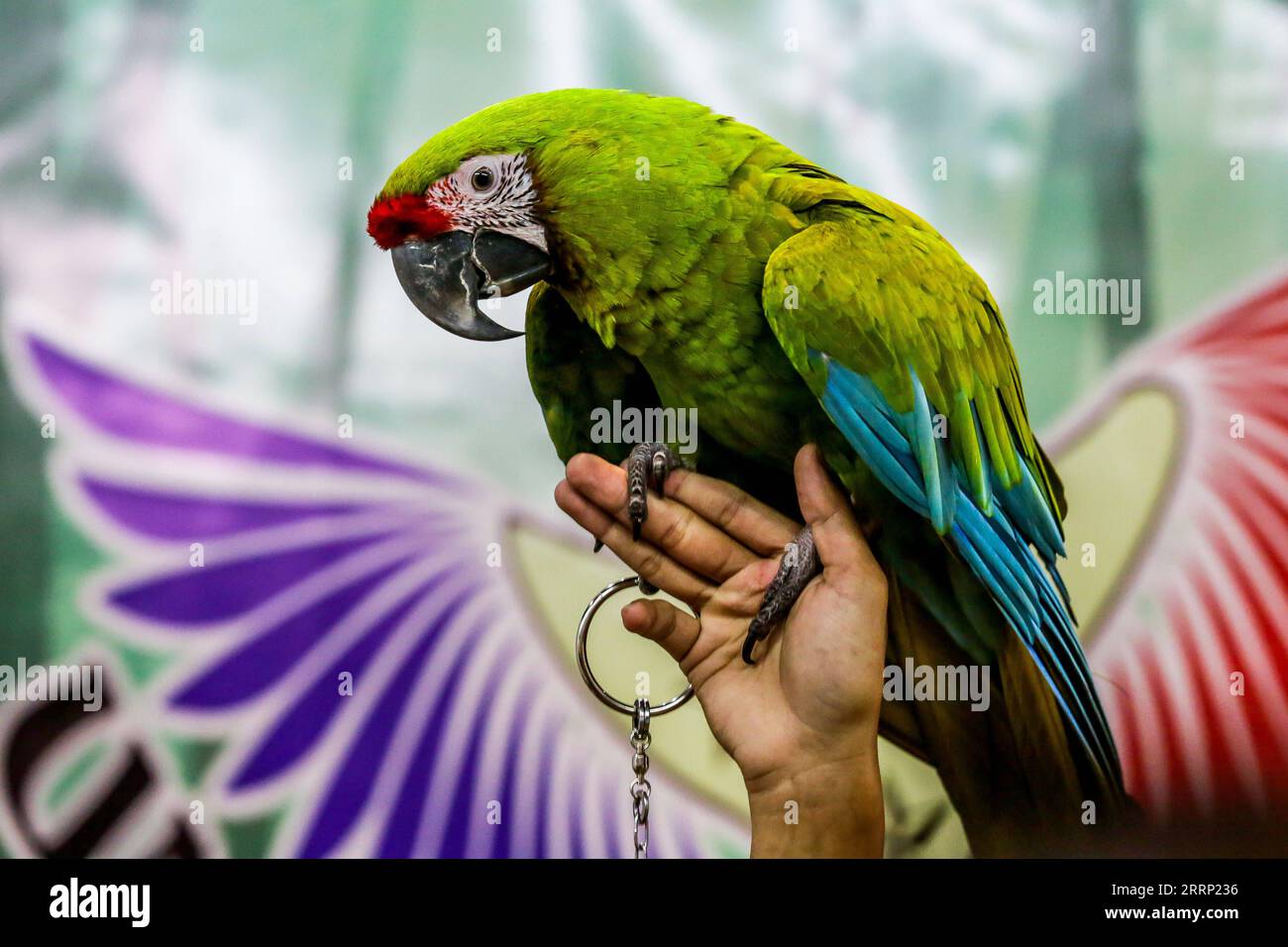 230212 -- PASAY CITY, Feb. 12, 2023 -- A man holds a great green macaw ...