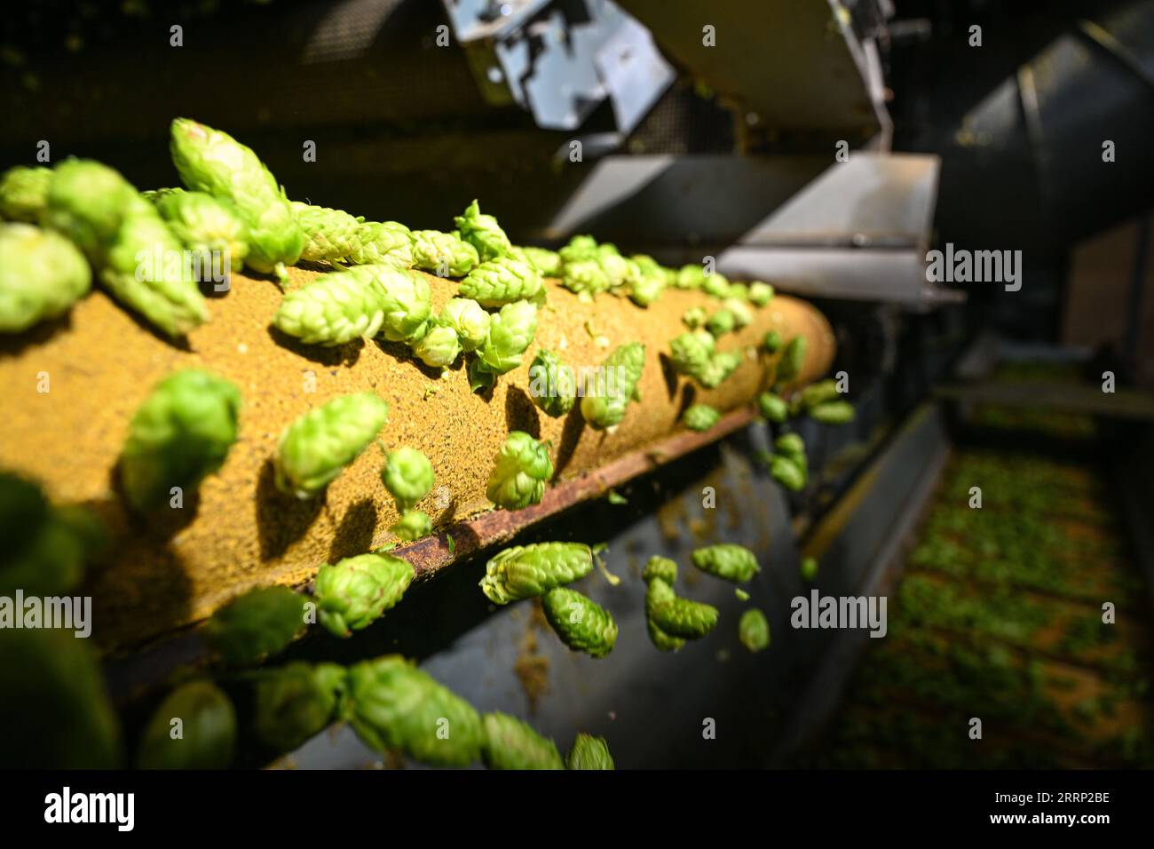 Hops processing hi-res stock photography and images - Alamy