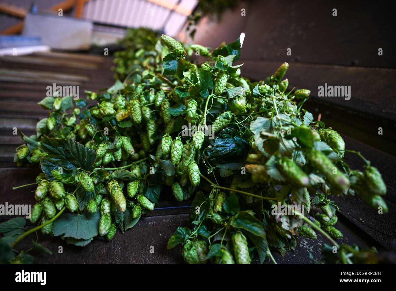 Tettnang, Germany. 07th Sep, 2023. Hop bines are pulled upwards on a ...