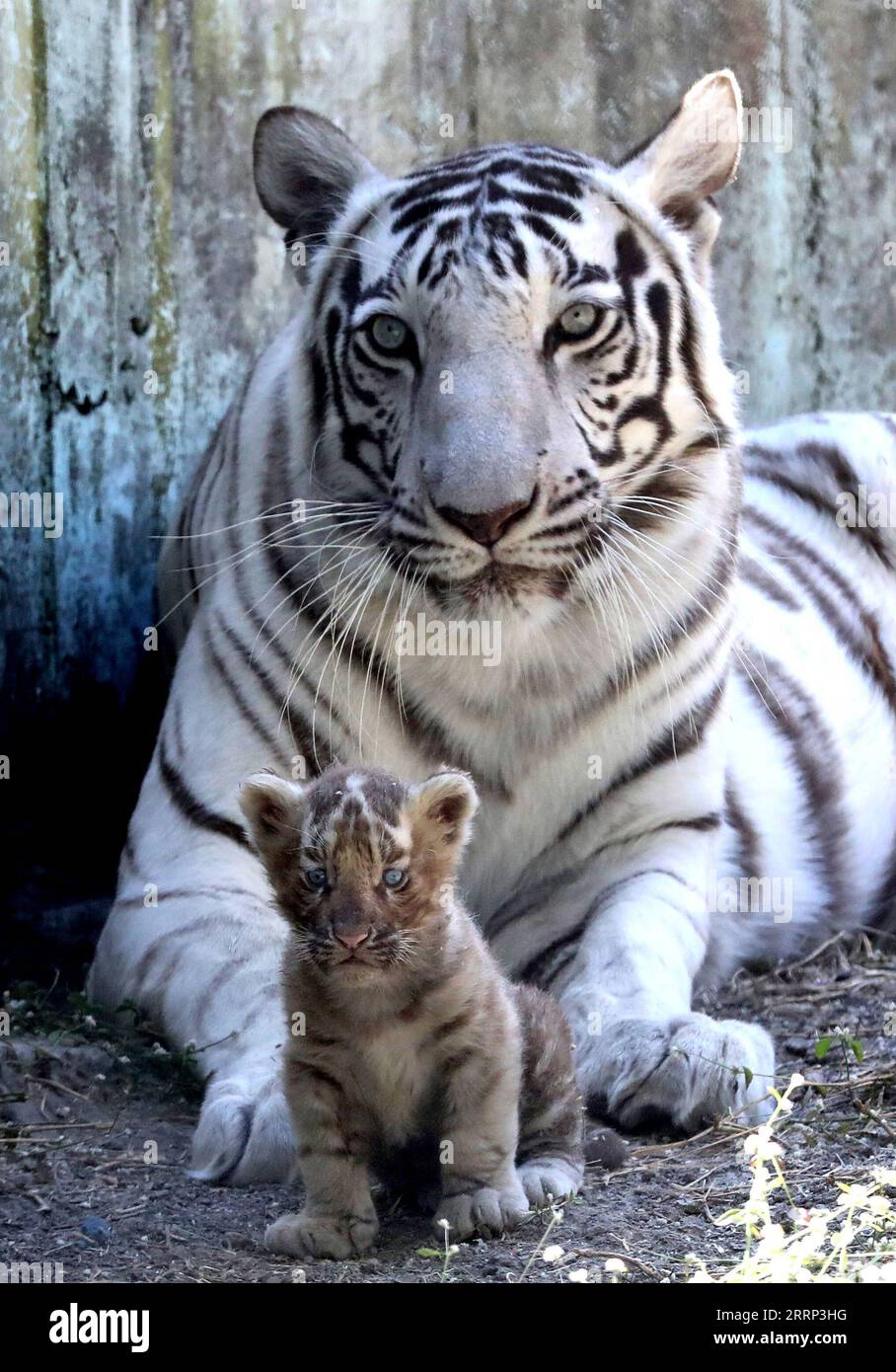 230216 -- BHOPAL, Feb. 16, 2023 -- A white tigress and her cub are ...