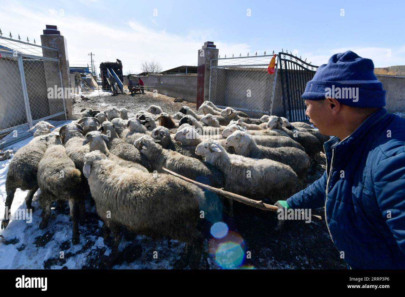 China sheep pens hi-res stock photography and images - Alamy
