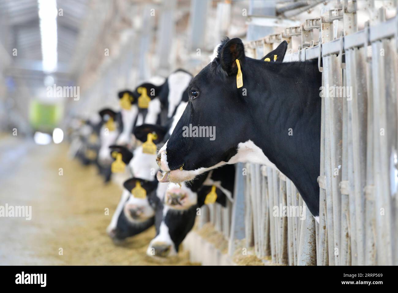 230220 -- WUWEI, Feb. 20, 2023 -- This photo taken on Feb. 18, 2023 ...