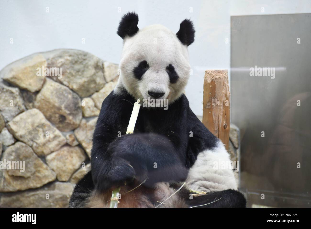 230222 -- SHIRAHAMA, Feb. 22, 2023 -- This photo taken on Feb. 21, 2023 ...