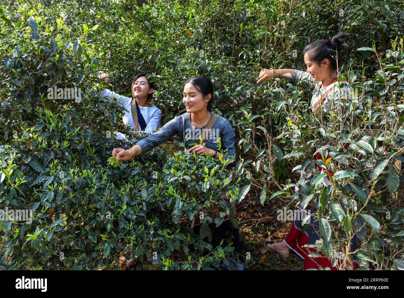 Jingmai mountain tea hi-res stock photography and images - Alamy