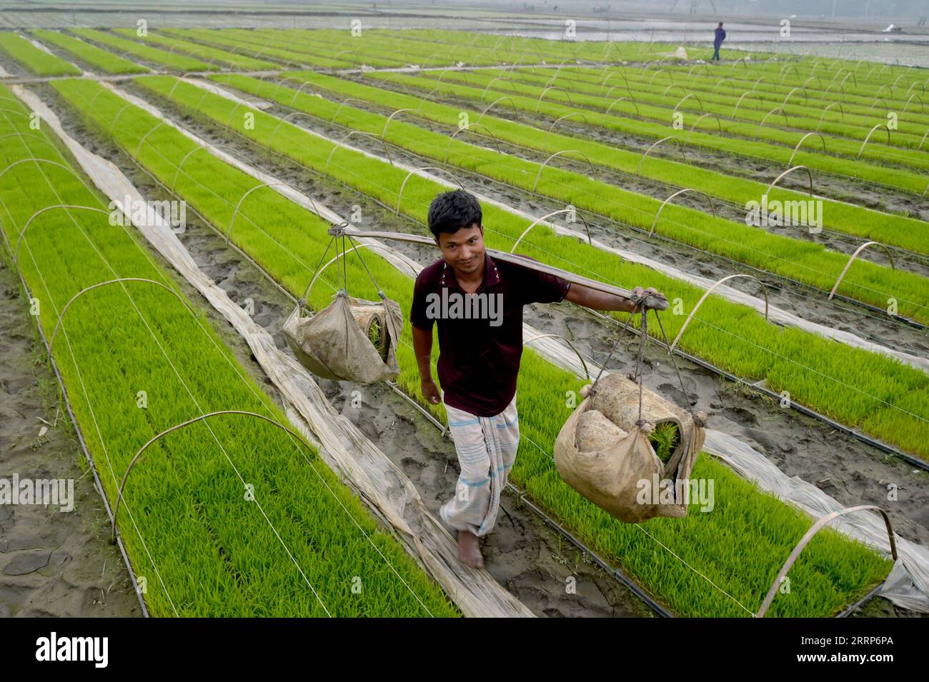 Chinese hybrid rice hi-res stock photography and images - Alamy