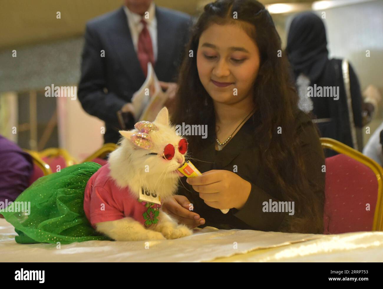 Cat ramp hi-res stock photography and images - Alamy