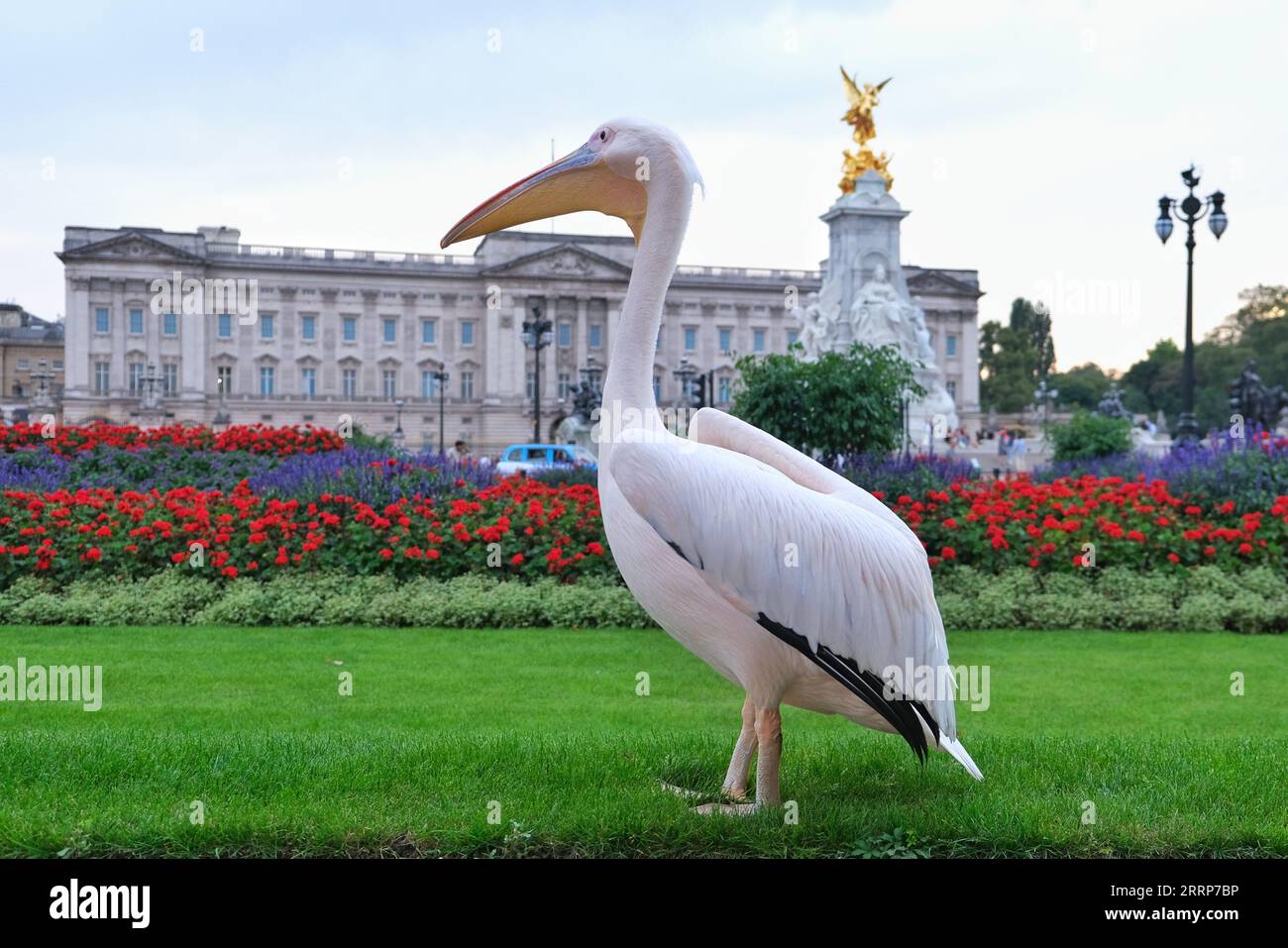London, UK. 8th September, 2023. One of the famous resident St James's ...