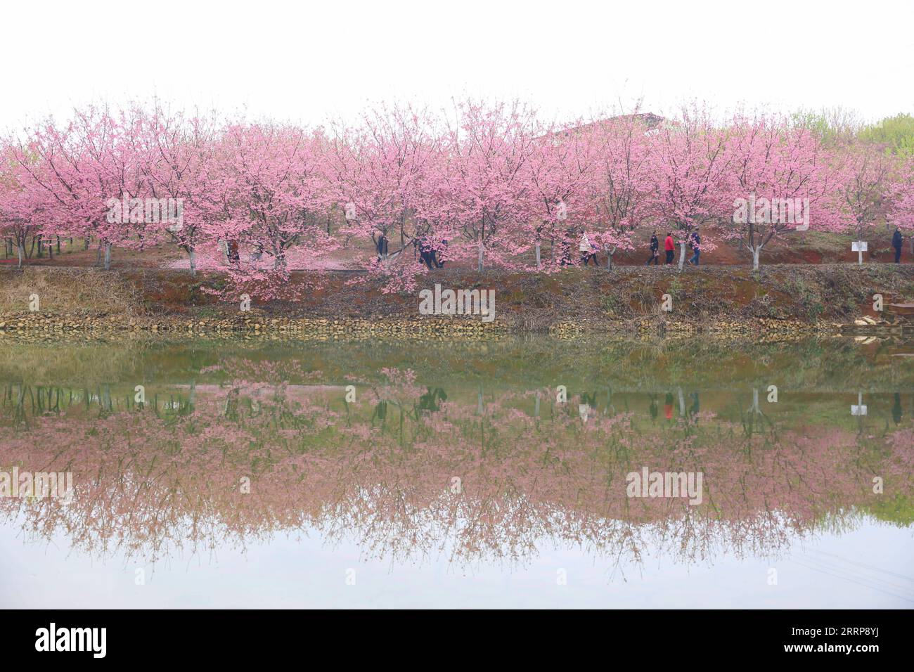 230304 -- CHANGNING, March 4, 2023 -- Visitors view cherry blossoms in ...