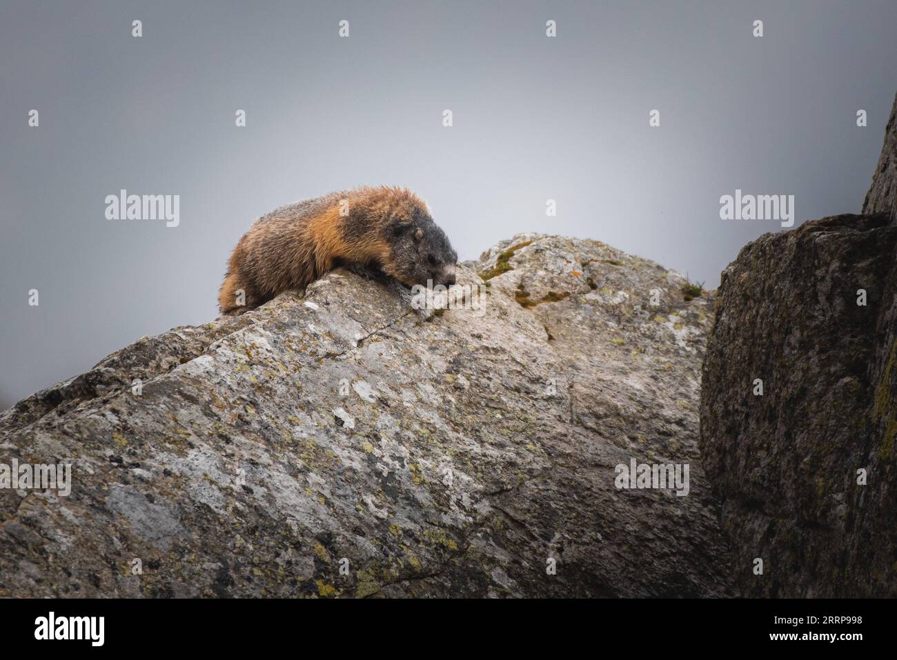 Cute marmot on a mountain Stock Photo - Alamy