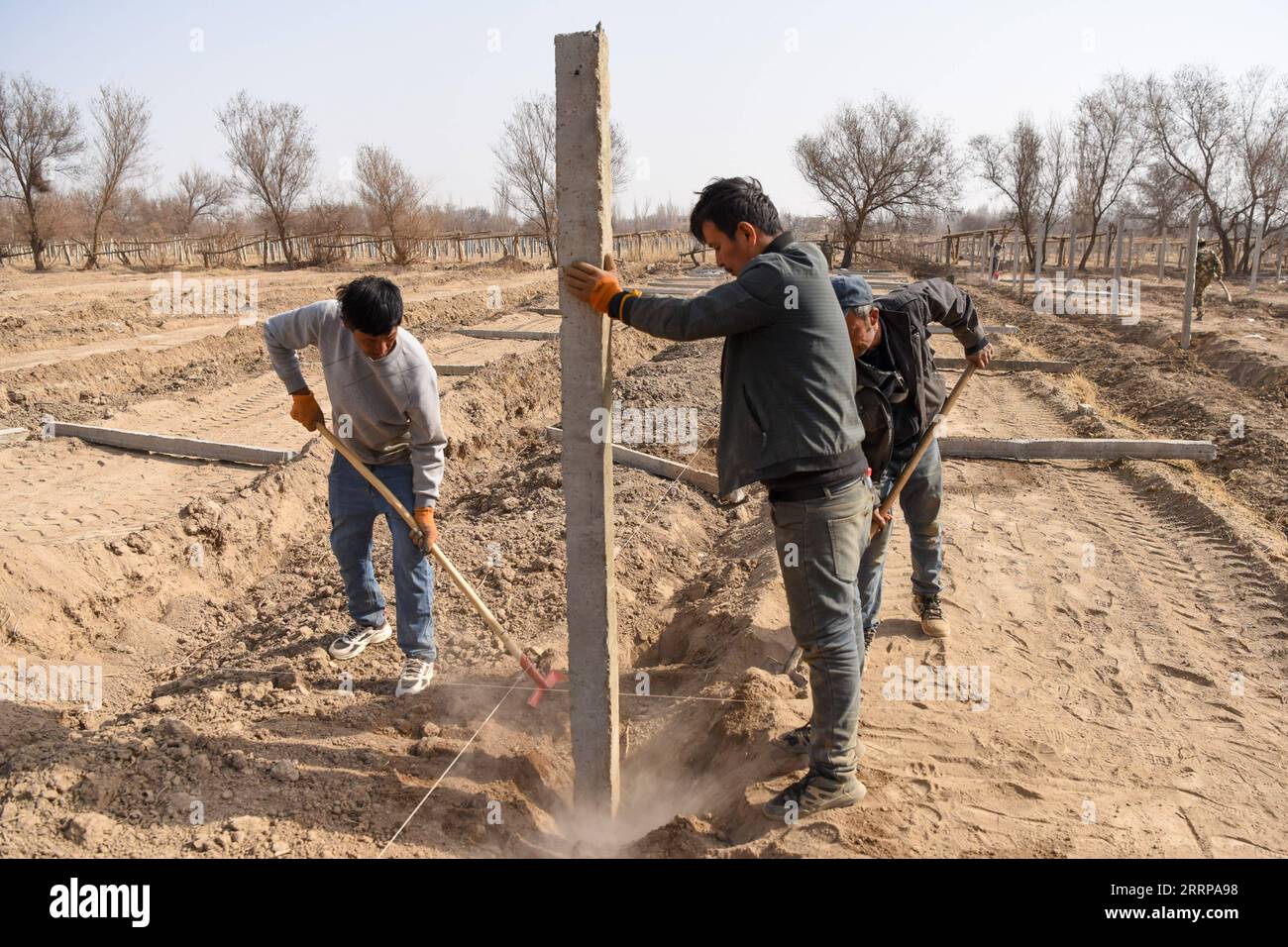 Grape trellises hi-res stock photography and images - Alamy