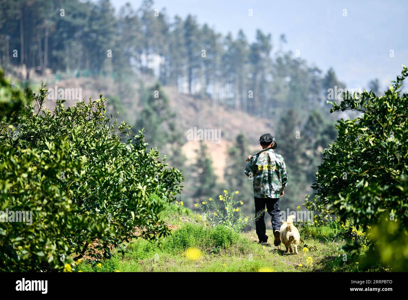 Illegal logging china hi-res stock photography and images - Alamy