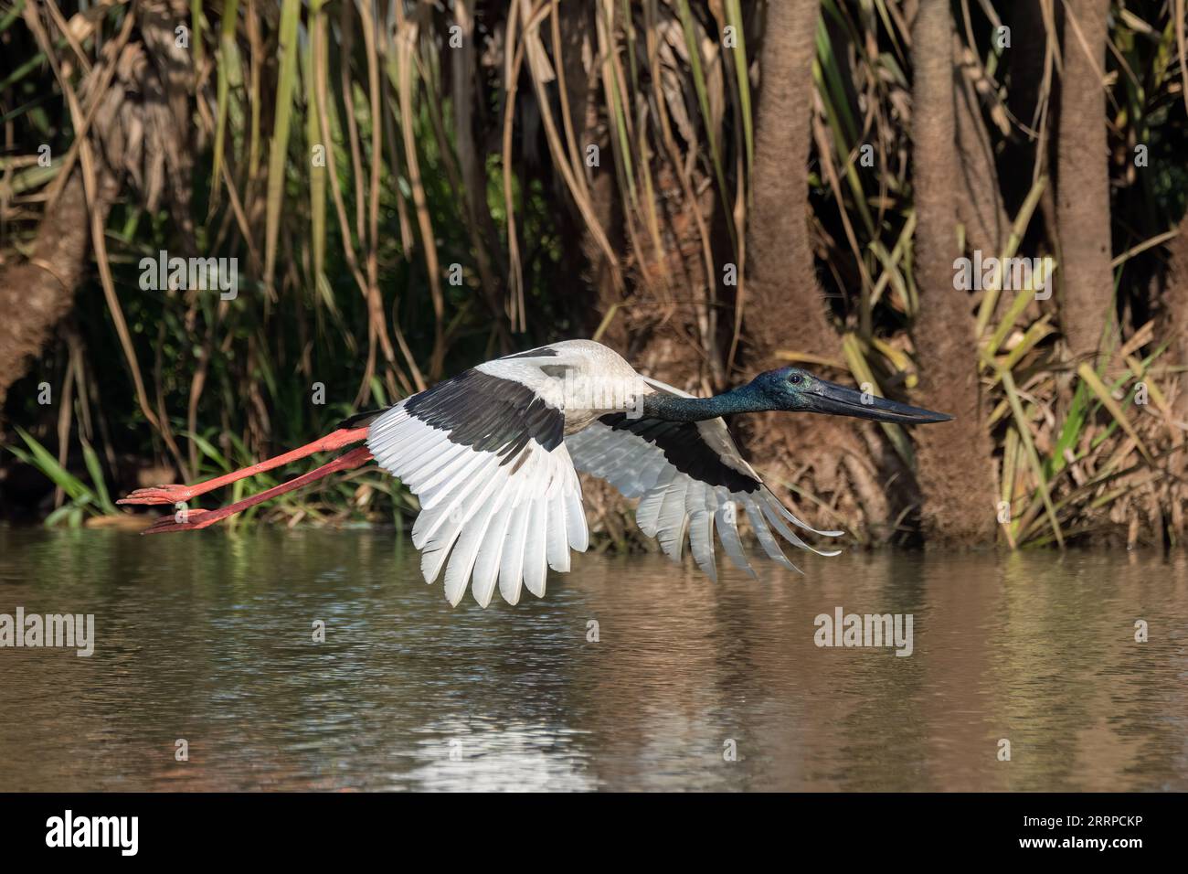 Bird with huge wingspan hi-res stock photography and images - Alamy