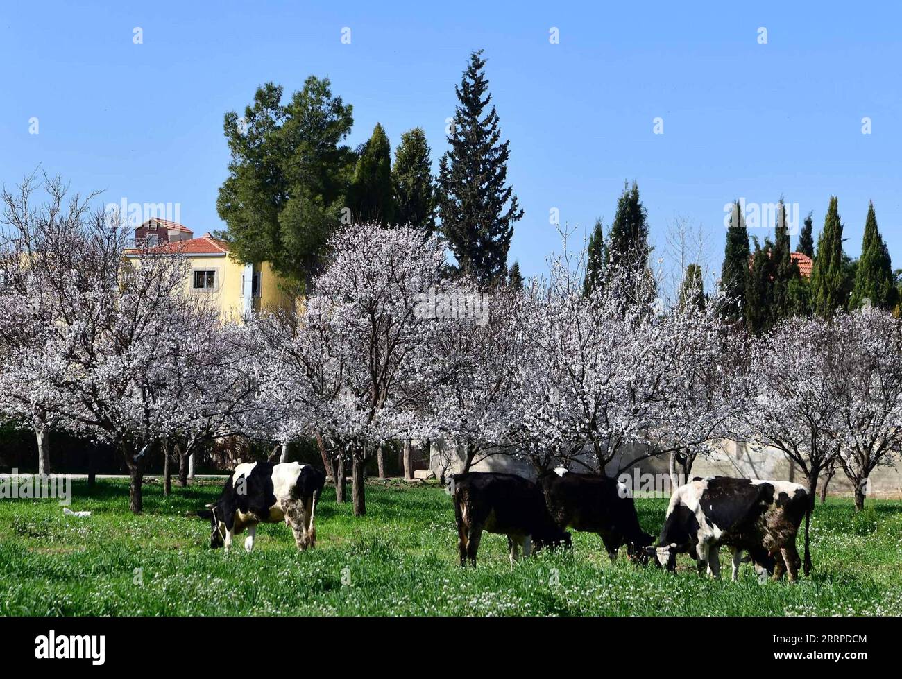 230314 -- DAMASCUS, March 14, 2023 -- Apricot trees in blossom are ...