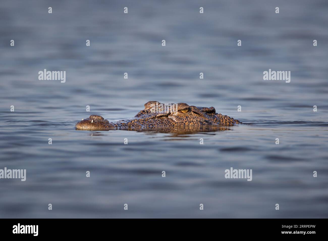 A stealthy Saltwater Crocodile silently approaches Stock Photo - Alamy