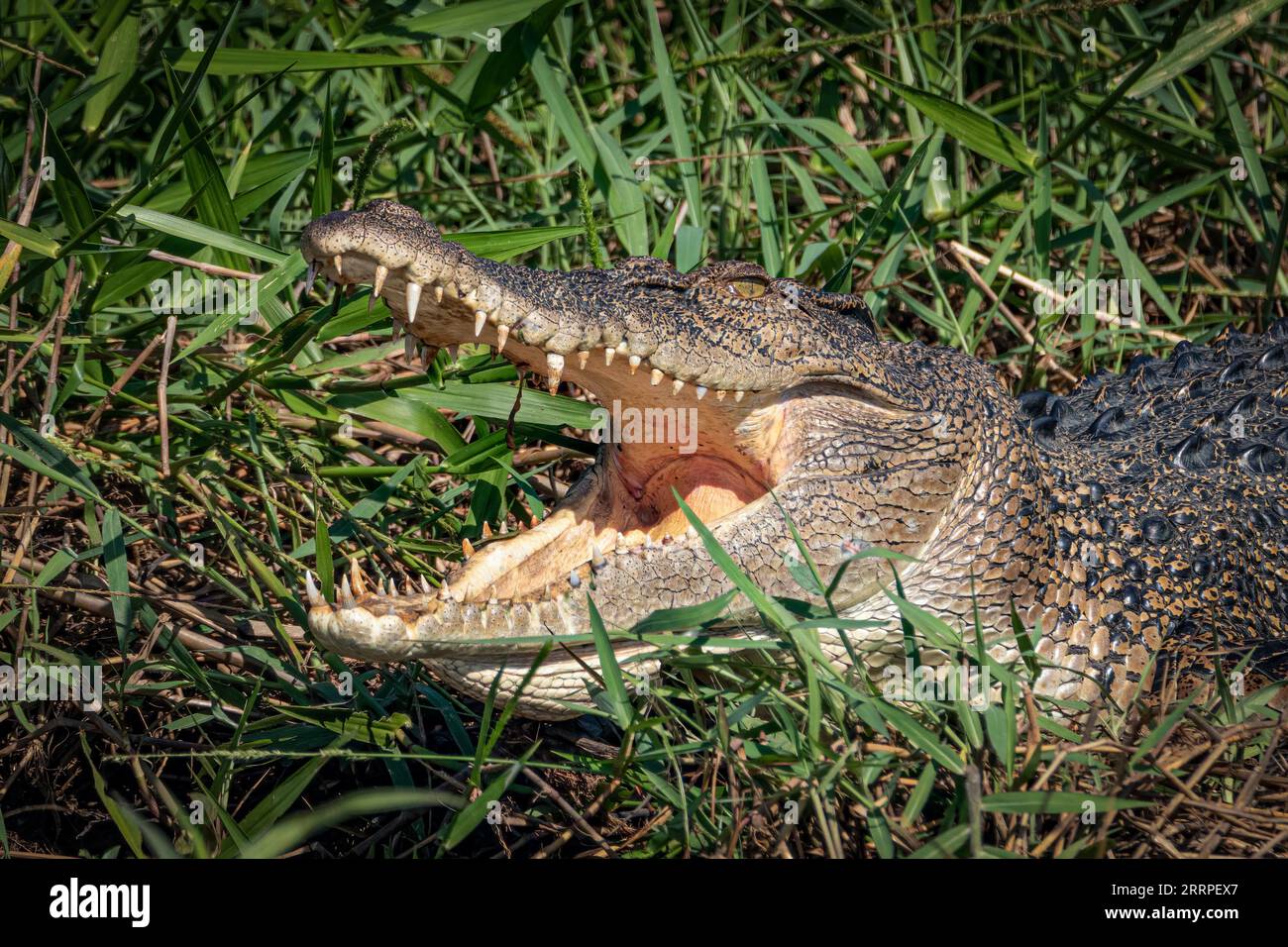 Crocodile photography hi-res stock photography and images - Alamy