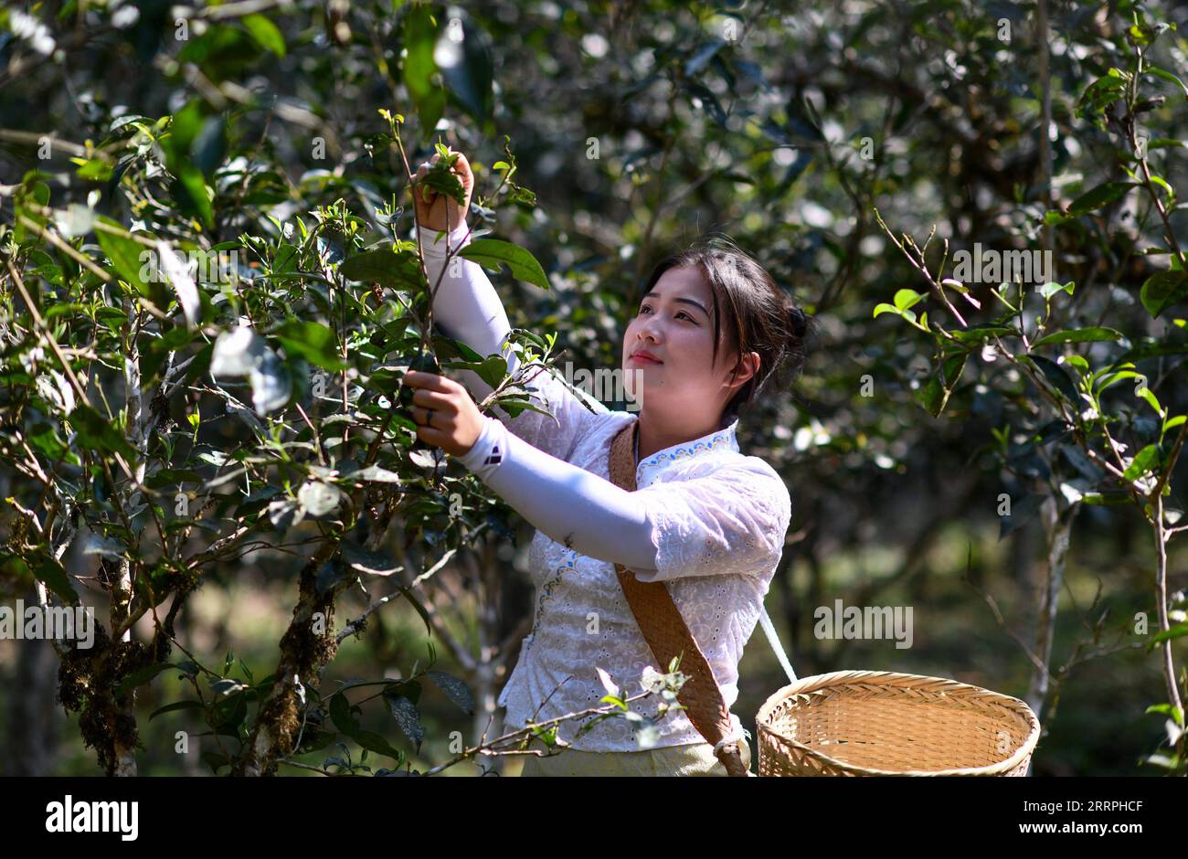 Jingmai mountain tea hi-res stock photography and images - Alamy