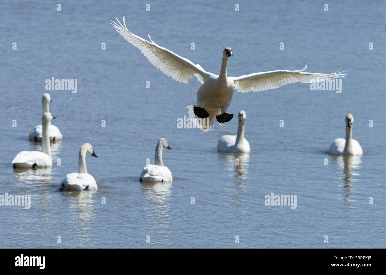 230330 -- AYLMER CANADA, March 30, 2023 -- Tundra swans are seen at the ...