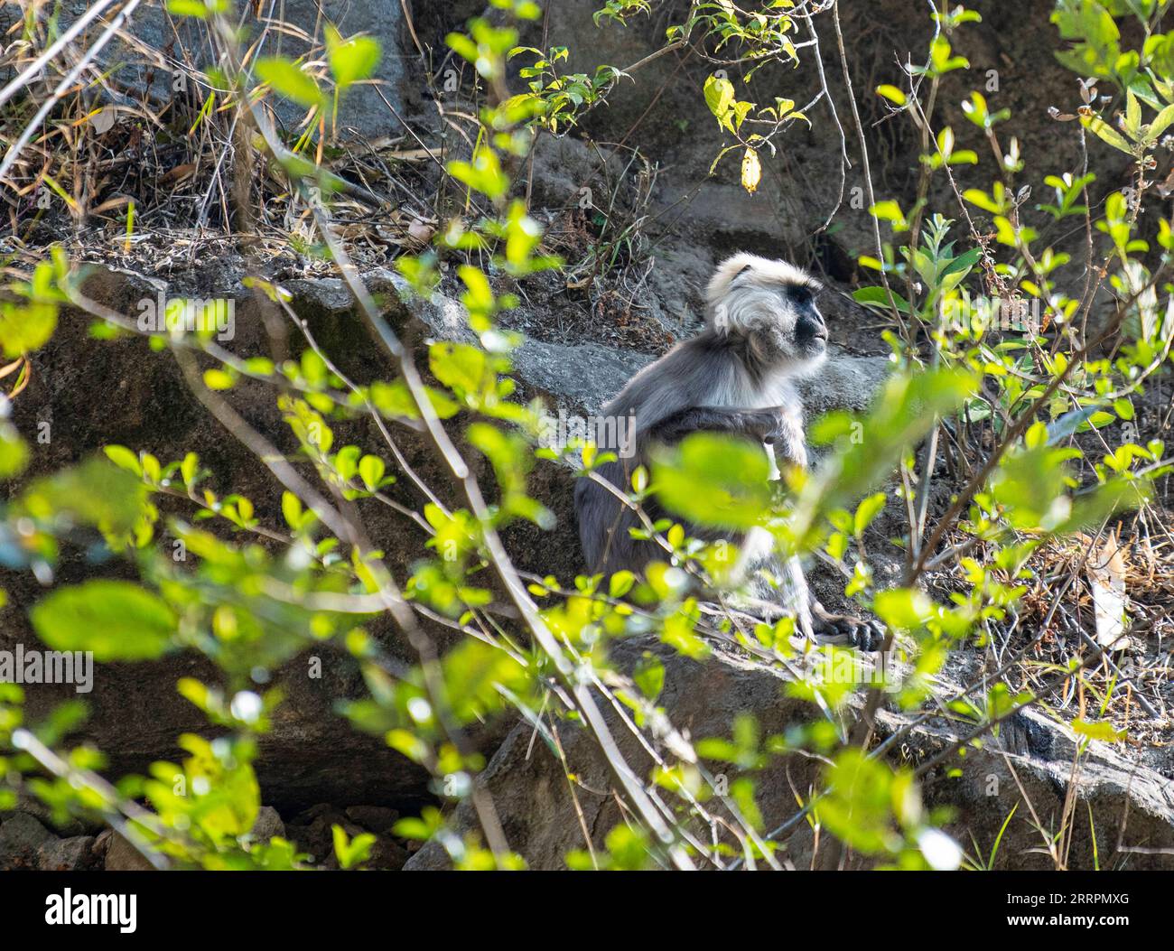 Gyirong border hi-res stock photography and images - Alamy