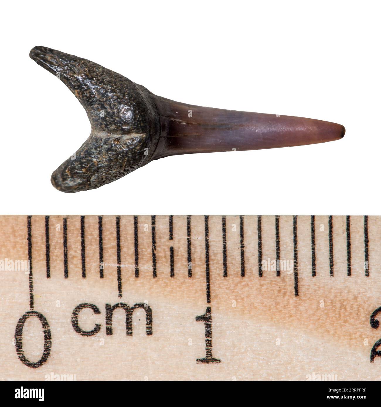 Petrified prehistoric shark tooth. Macro. Tertiary period of the ...