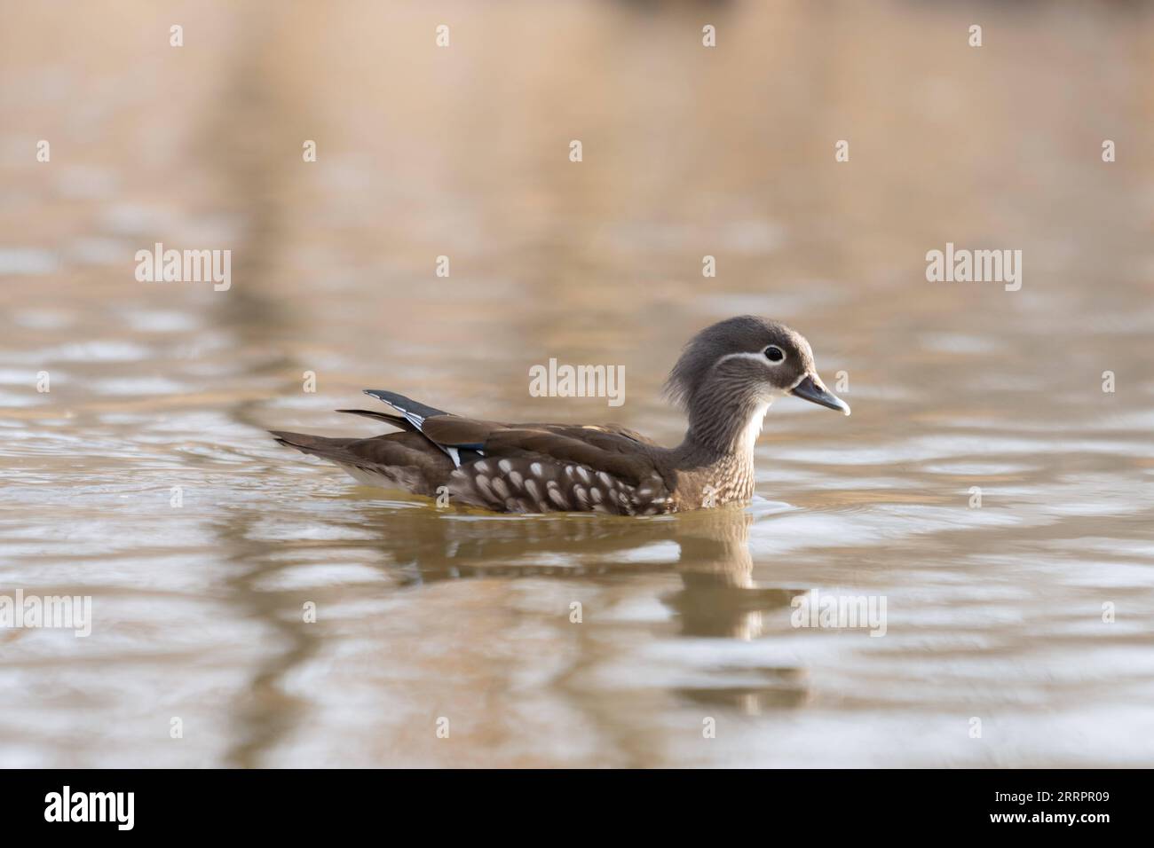 230407 -- VLADIVOSTOK, April 7, 2023 -- A female mandarin duck swims in ...