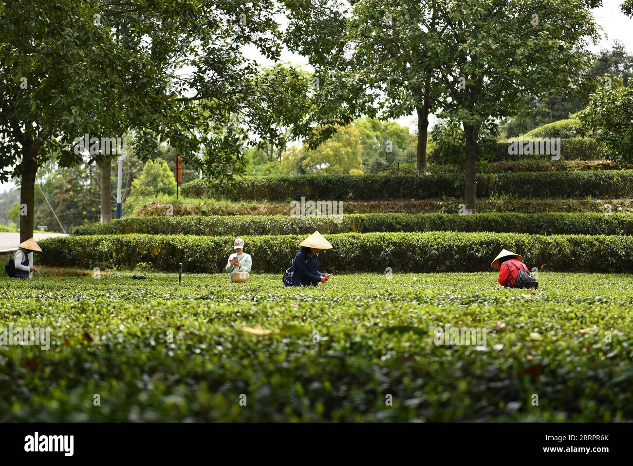 Changsha tea hi-res stock photography and images - Alamy