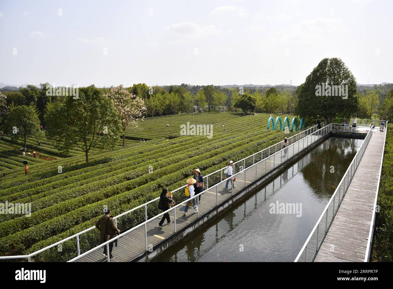 230408 -- CHANGSHA, April 8, 2023 -- Tourists visit a tea tourism ...