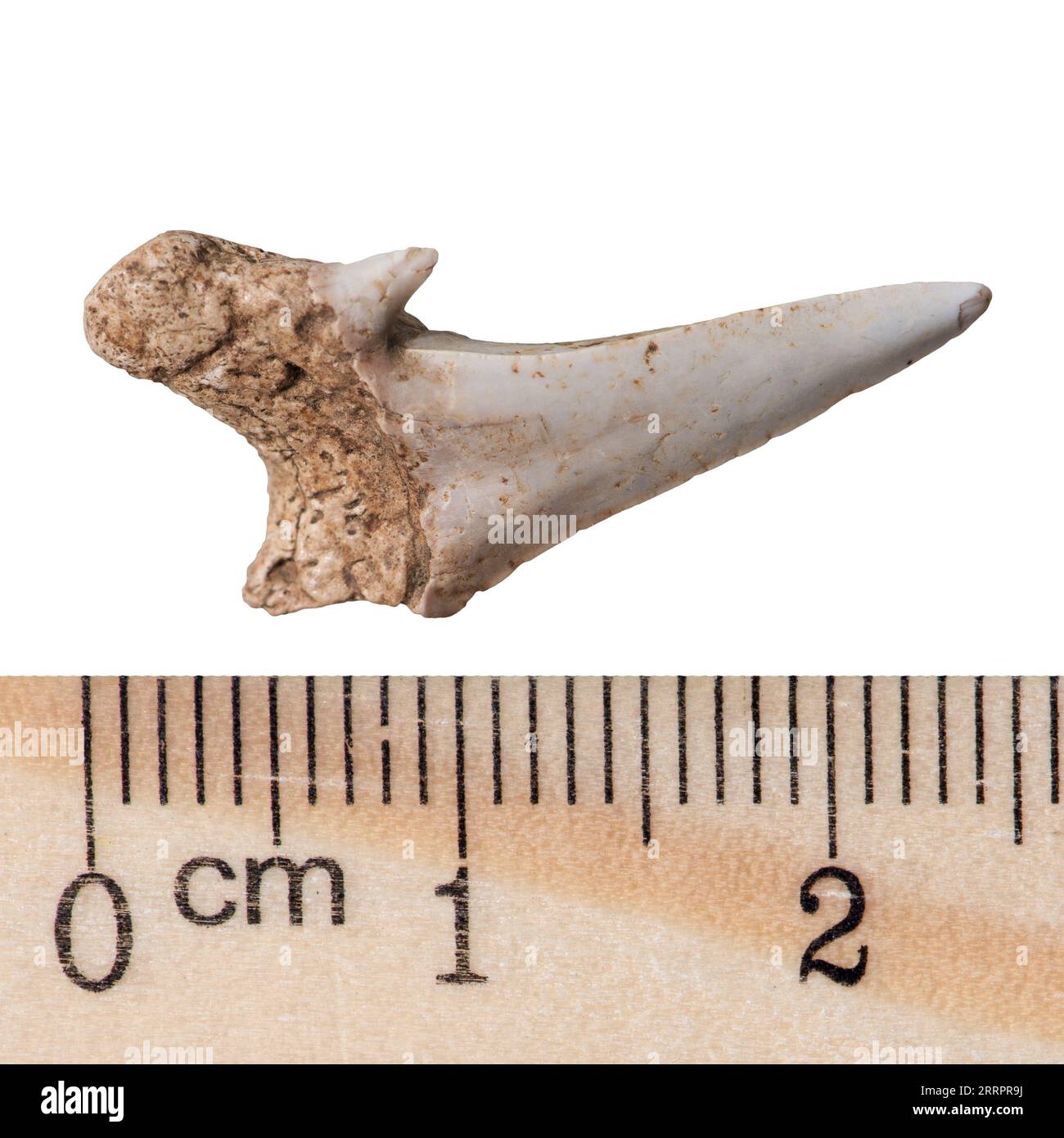 Petrified prehistoric shark tooth. Macro. Tertiary period of the ...