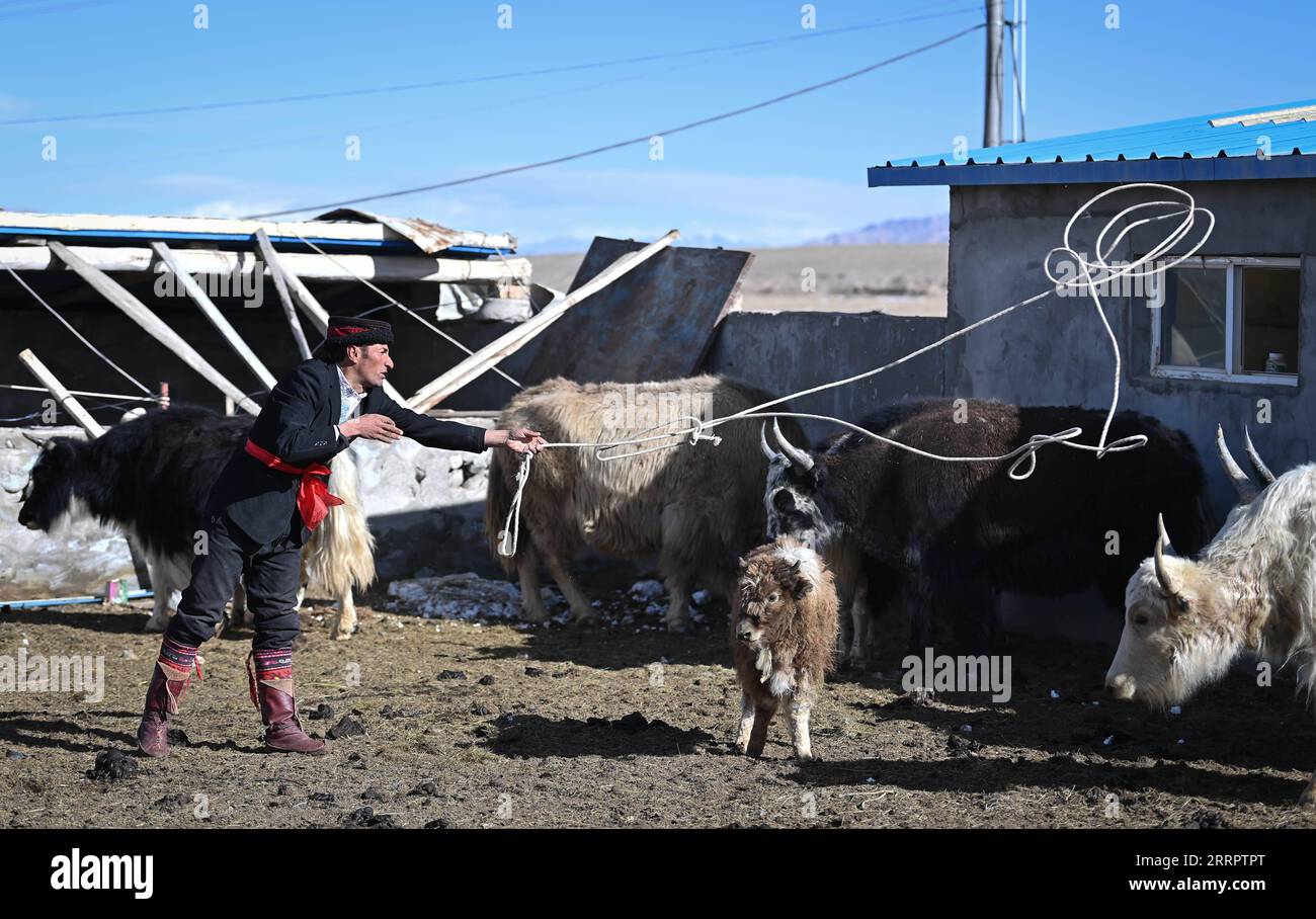 Goat grabbing hi-res stock photography and images - Alamy