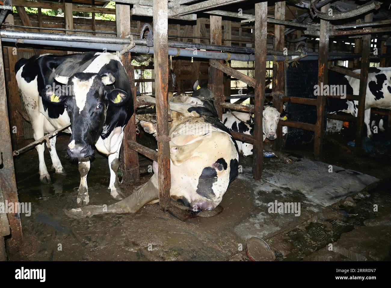Cowshed that was once flooded is pictured Kamogawa City, Chiba ...