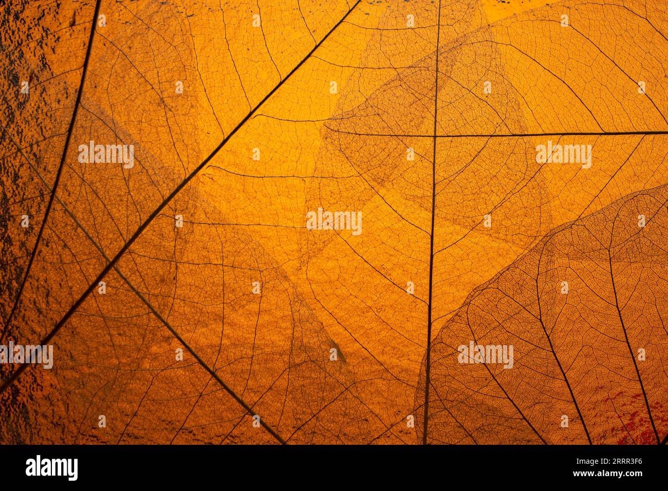 Close up of fiber structure of dry leaves texture background. Cell ...