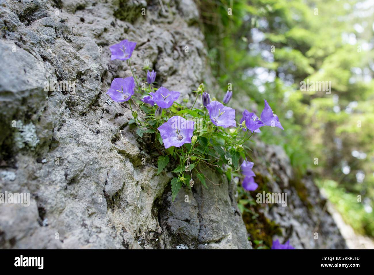Calcareous mountain texture hi-res stock photography and images - Alamy