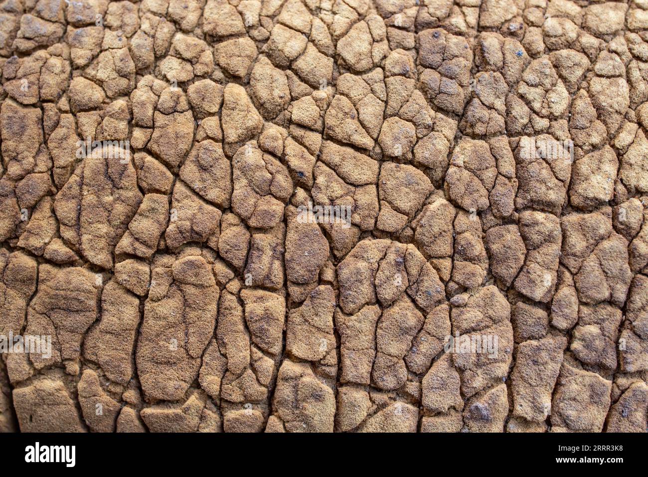 Spongy land hi-res stock photography and images - Alamy