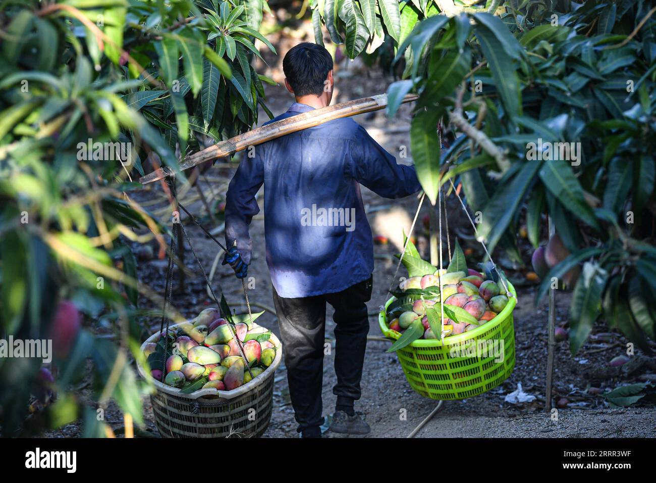Big mangoes hi-res stock photography and images - Alamy
