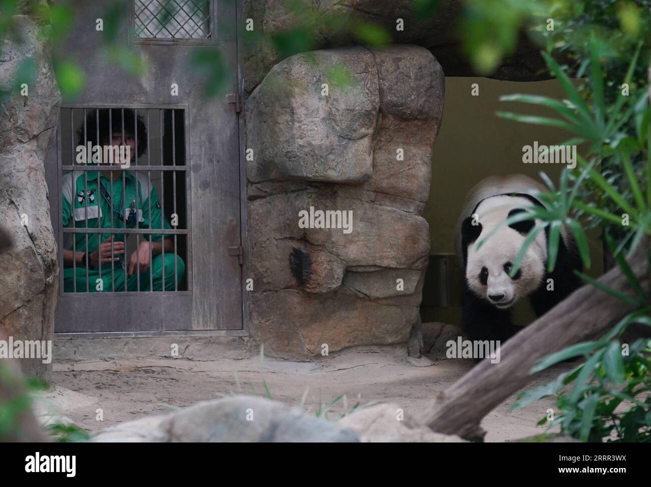 Giant pandas enjoy spring hi-res stock photography and images - Alamy