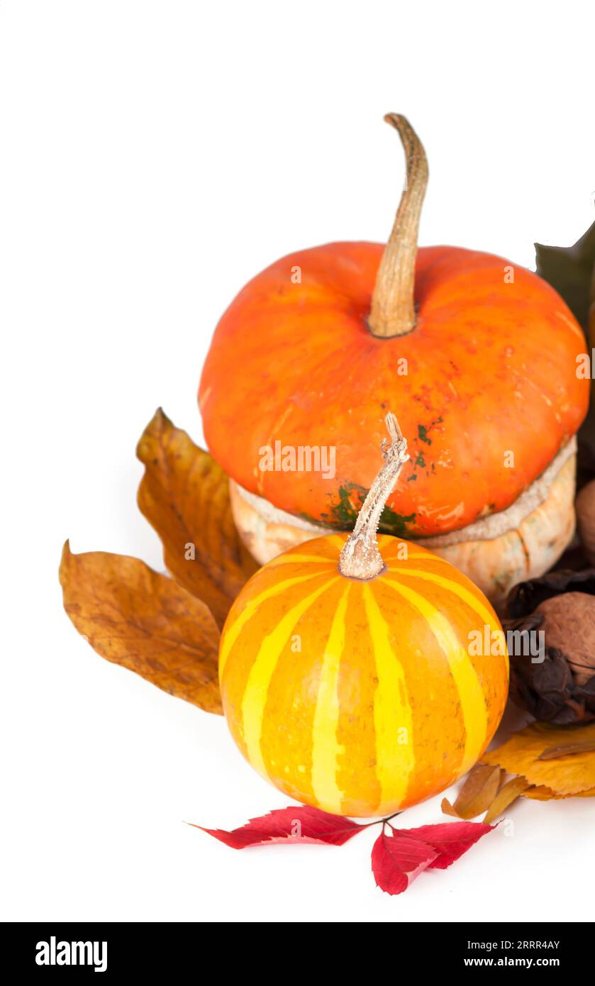 group of pumpkins of different shapes and sizes surrounded by leaves on ...
