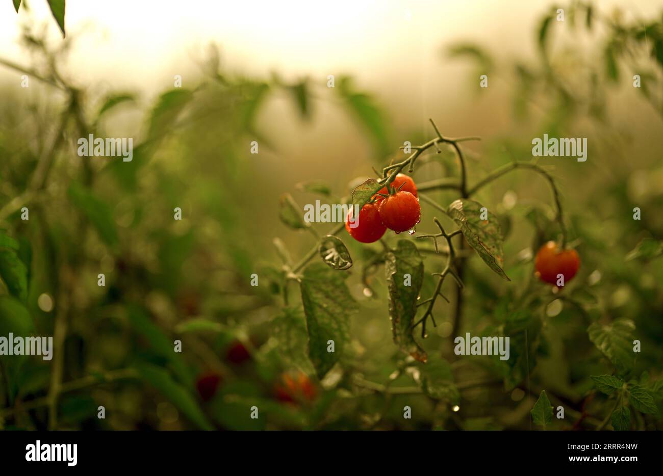 Bush of tomato in the sun. Tomatoes on a branch. Tomato flowers on a ...