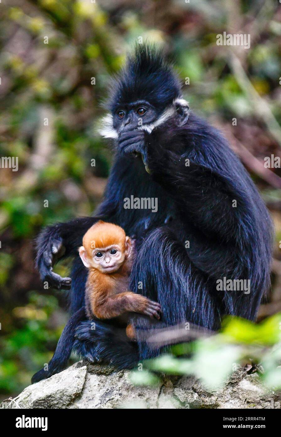 230503 -- YANHE, May 3, 2023 -- A Francois leaf monkey is seen with a ...