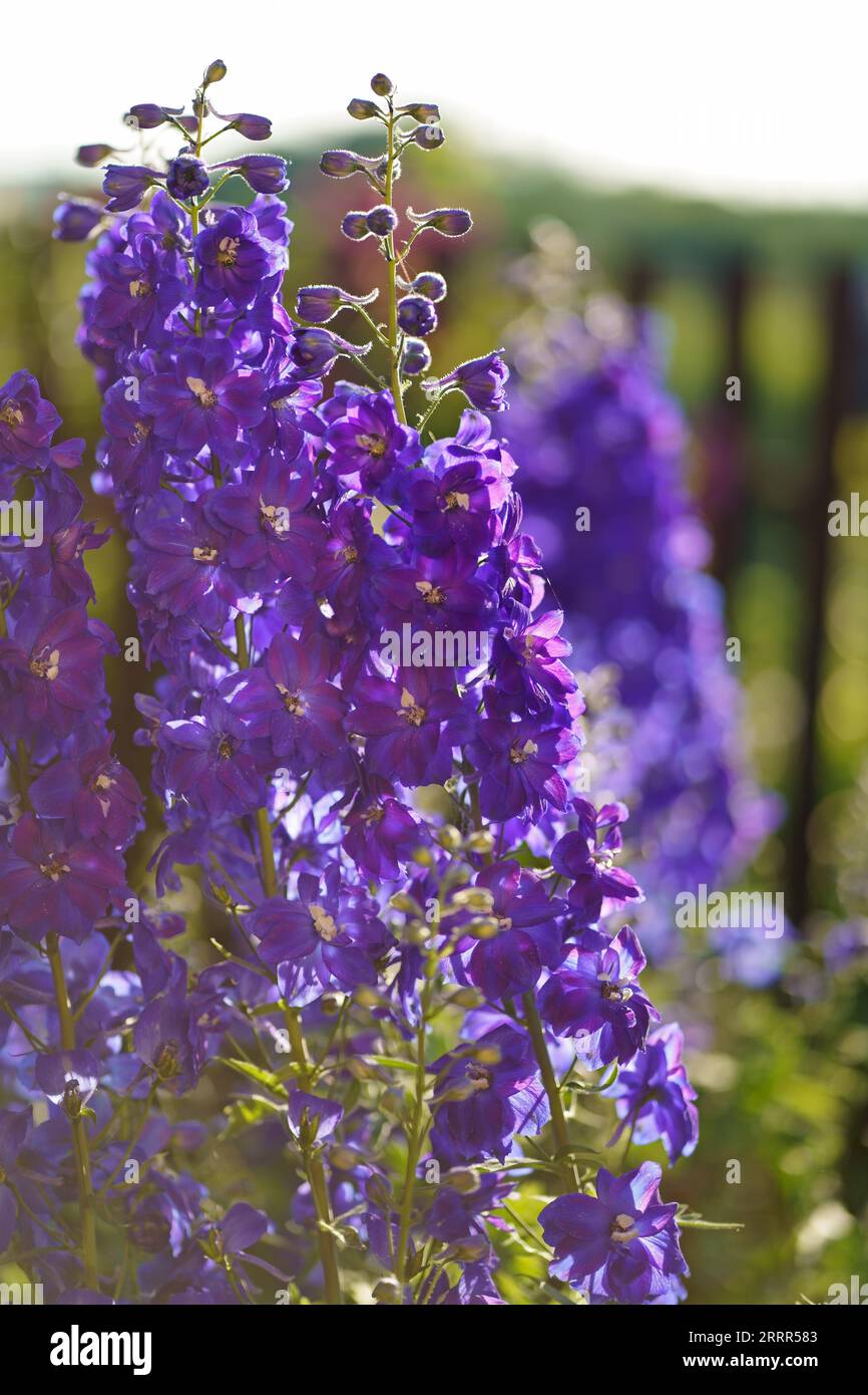 blooming delphinium. Blue flower is the delphinium in the garden on a ...
