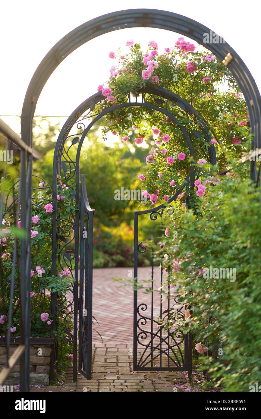 Climbing rose flowers over vintage open gate. Beautiful summer roses ...