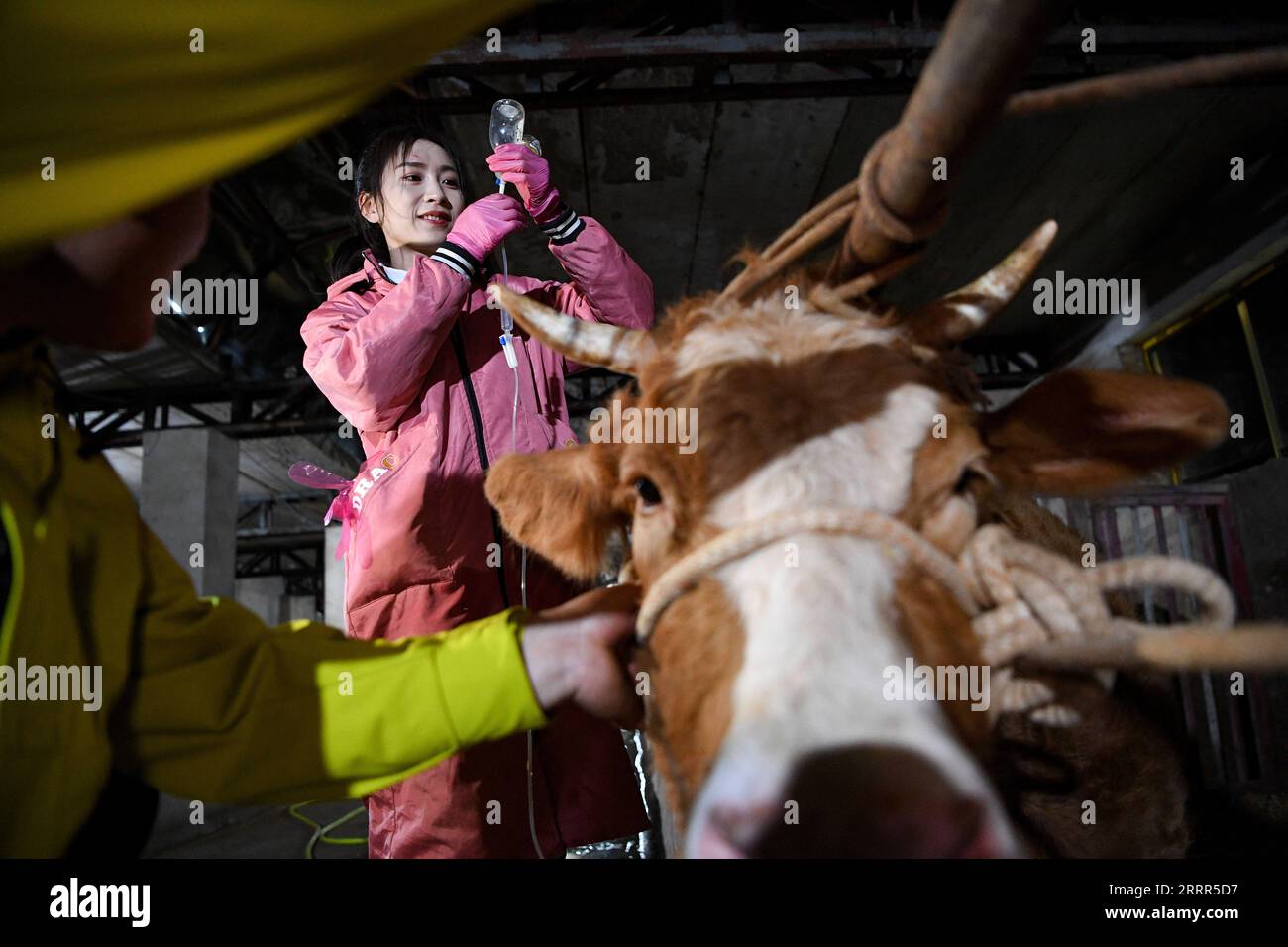 Female vet cow hi-res stock photography and images - Alamy