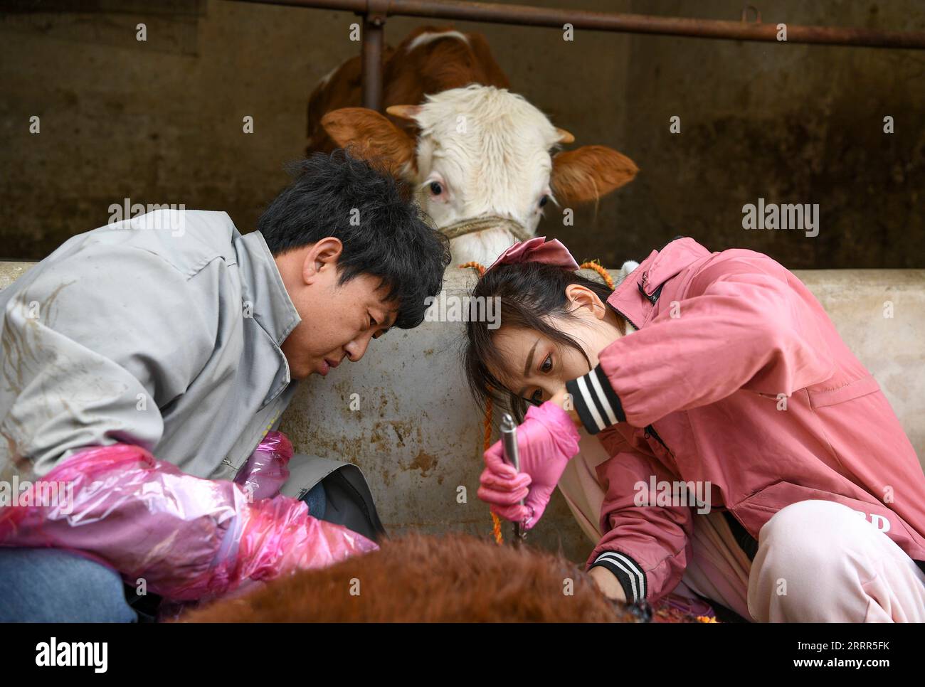 Female vet cow hi-res stock photography and images - Alamy