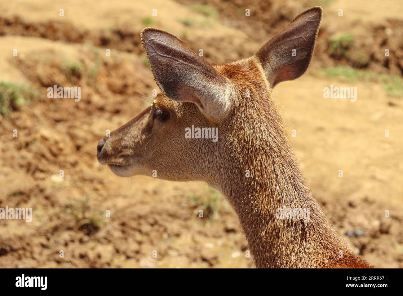 A Young Deer On a Wide Ground From the Back View Stock Photo - Alamy