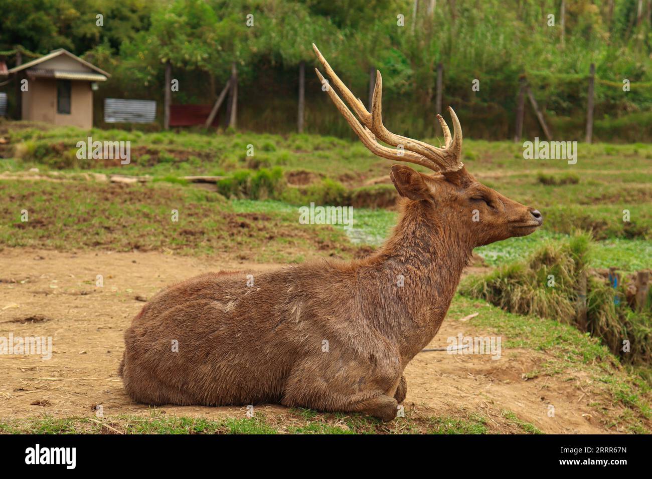 Fallow deer male big horns hi-res stock photography and images - Alamy