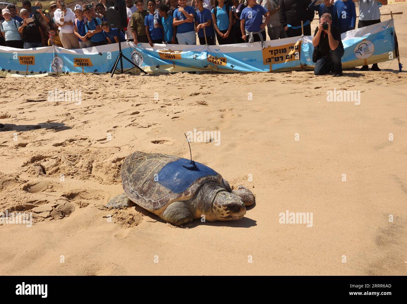230509 -- ASHKELON, May 9, 2023 -- Onlookers watch as a loggerhead sea turtle equipped with a ...