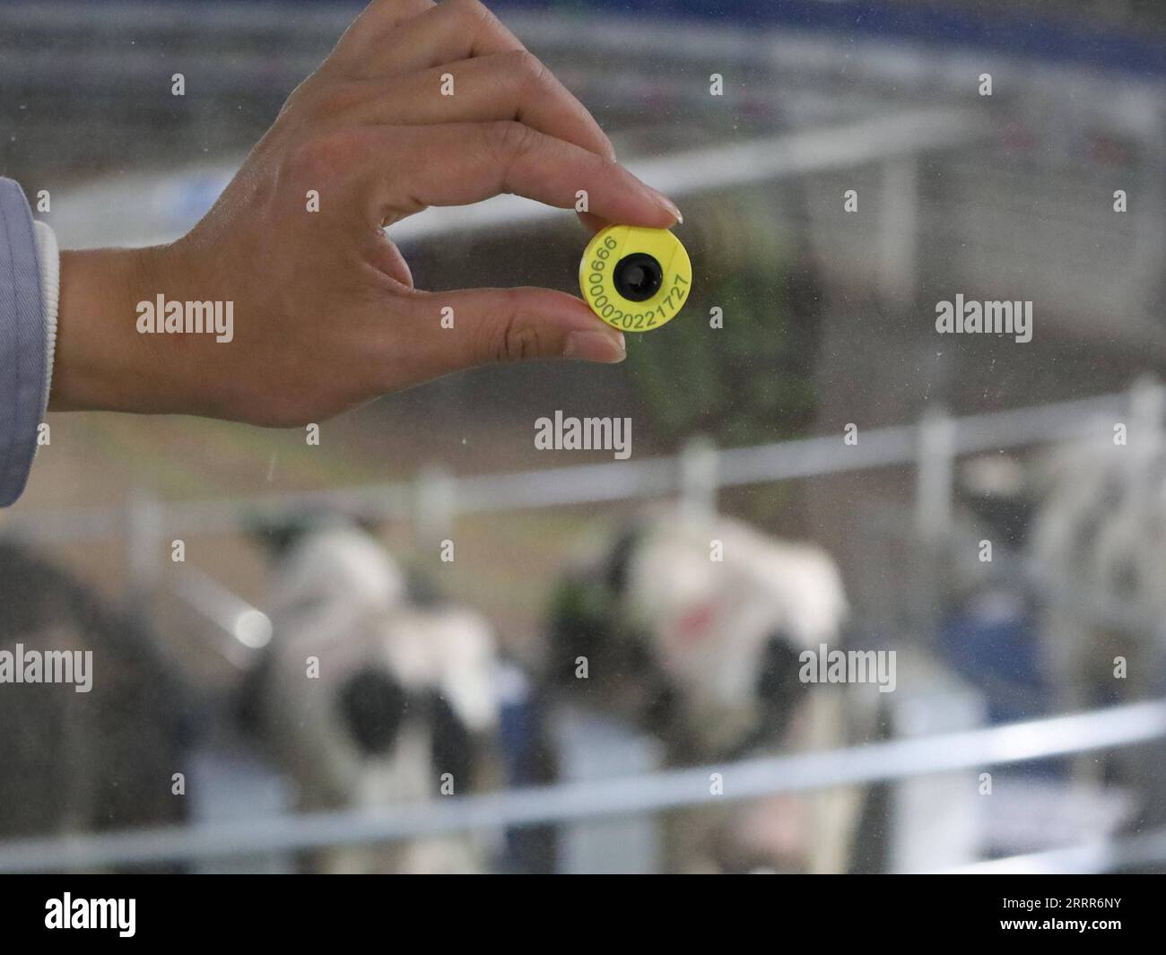 Electronic ear tag hi-res stock photography and images - Alamy